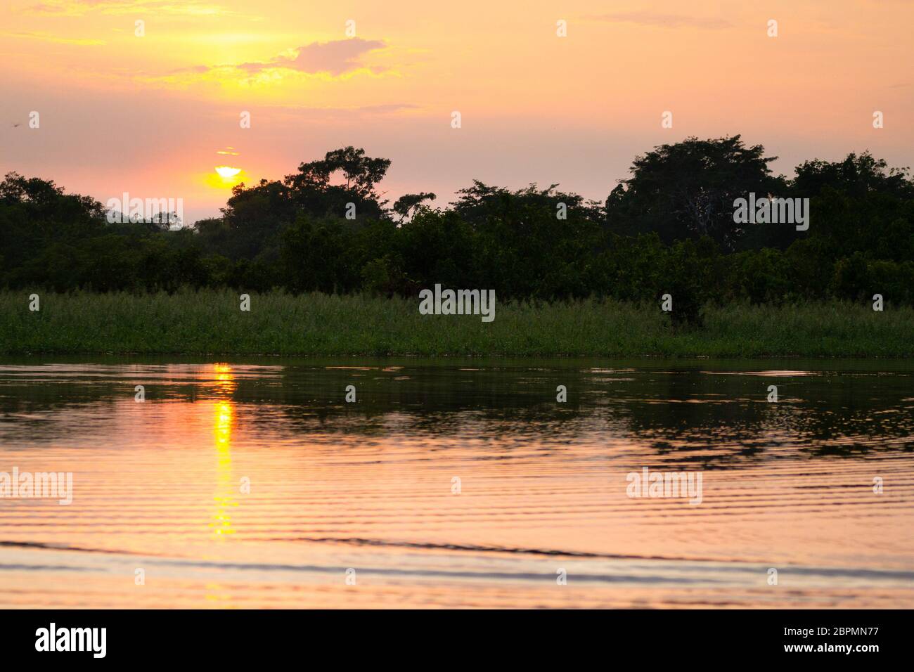 Panorama from Amazon rainforest, Brazilian wetland region. Navigable ...