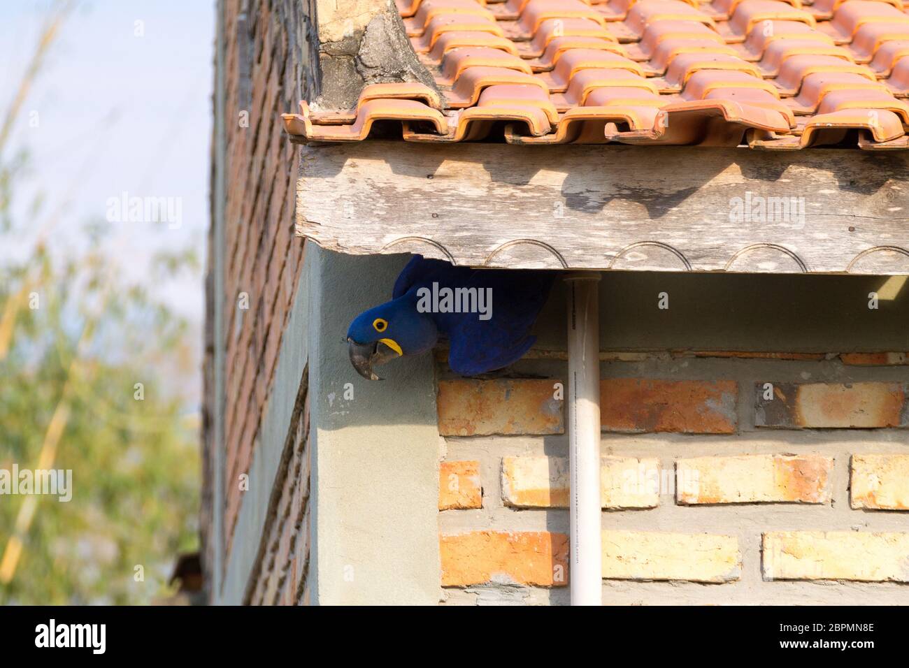 Hyacinth macaw close up from Pantanal, Brazil. Brazilian wildlife ...