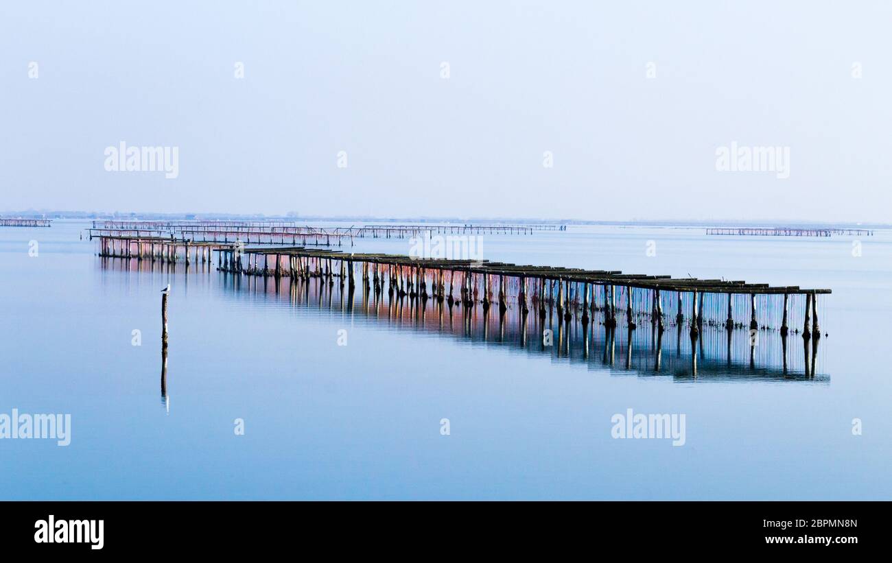 Shellfish farming from Po river lagoon, Italy. Scardovari beach ...