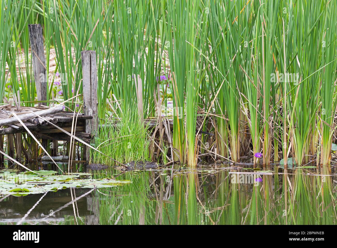 Wild pond with old wooden bridge have aquatic plant at papyrus and ...