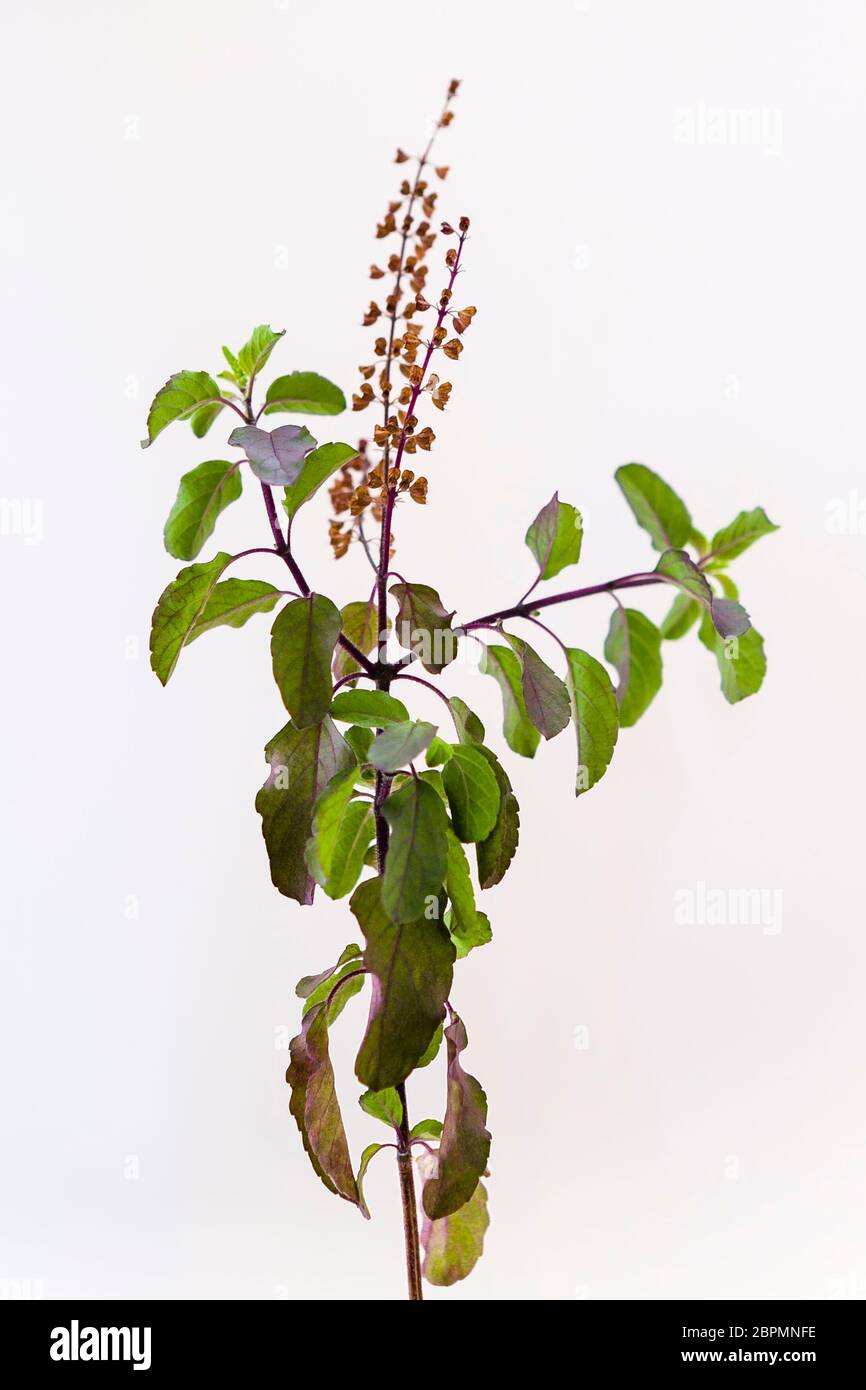 Krishna Tulsi Leaves