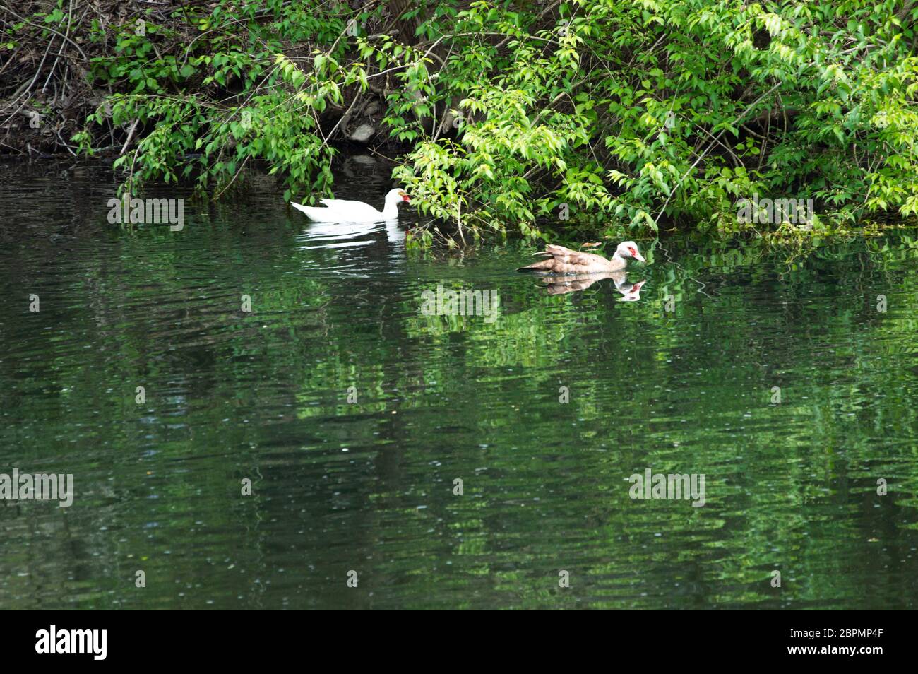 Love ducks hi-res stock photography and images - Alamy