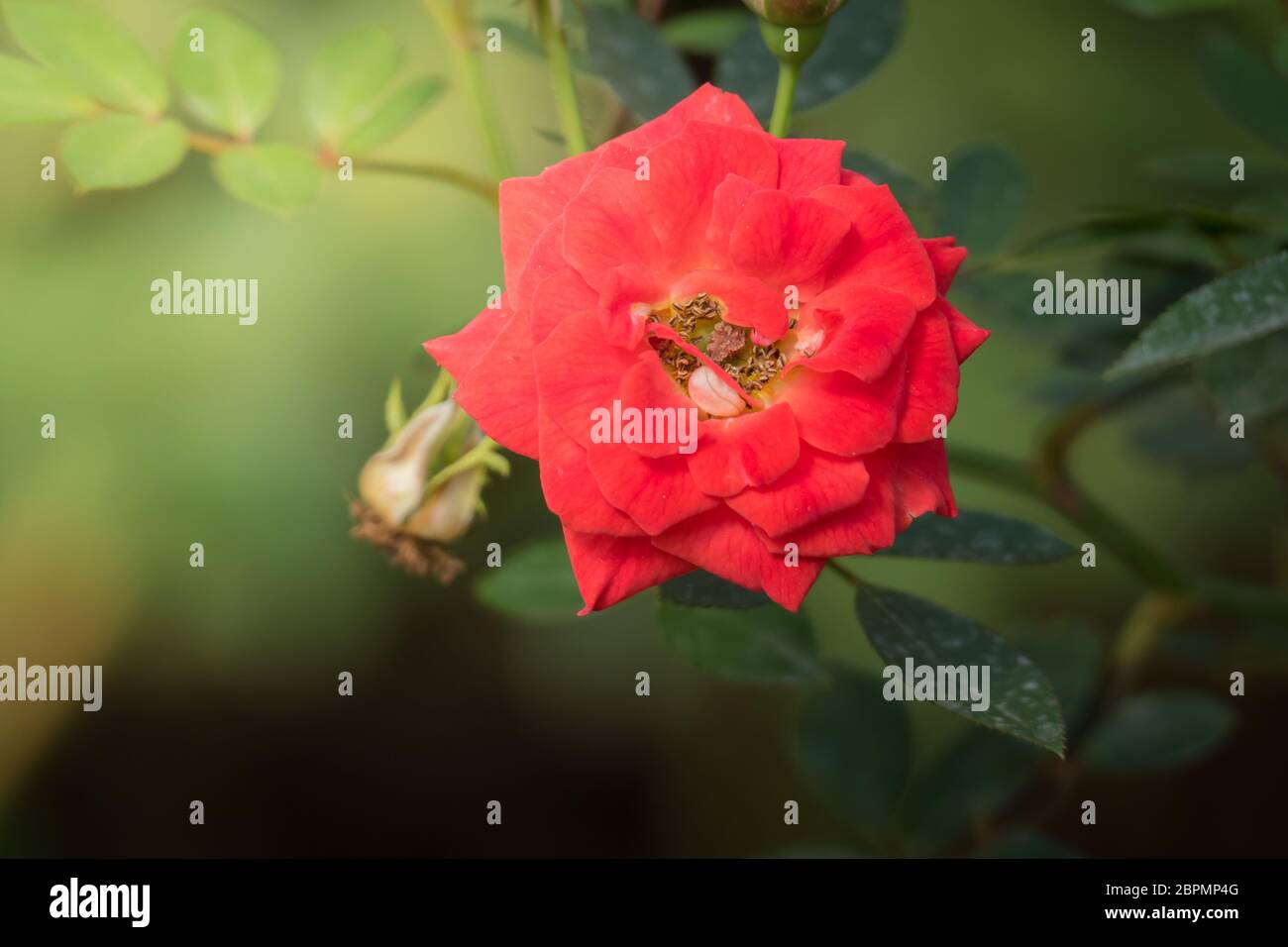 Roses in the garden, Roses are beautiful with a beautiful sunny day ...