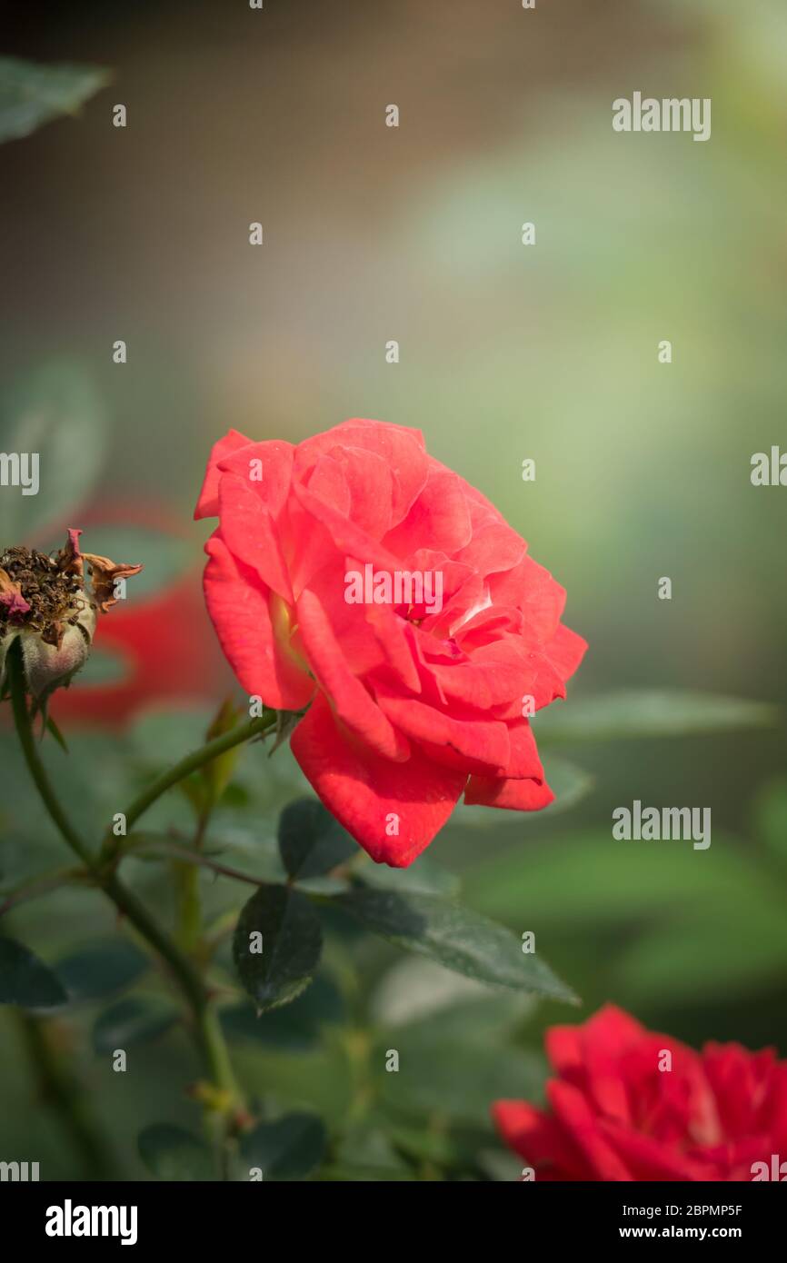 Roses in the garden, Roses are beautiful with a beautiful sunny day ...