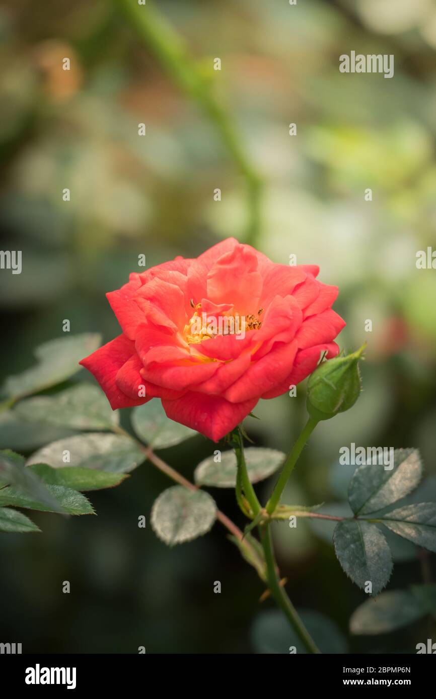 Roses in the garden, Roses are beautiful with a beautiful sunny day ...