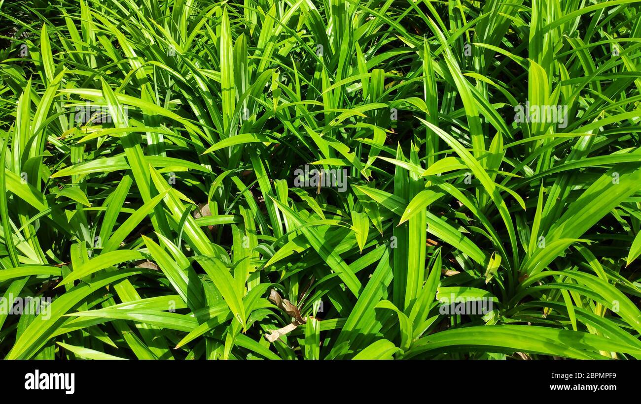 Pandanus amaryllifolius hi-res stock photography and images - Alamy