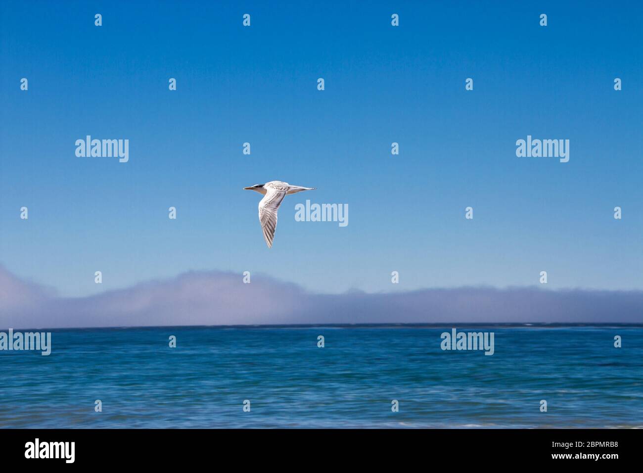 Orange-beaked seagull flies over the shoreline Stock Photo - Alamy