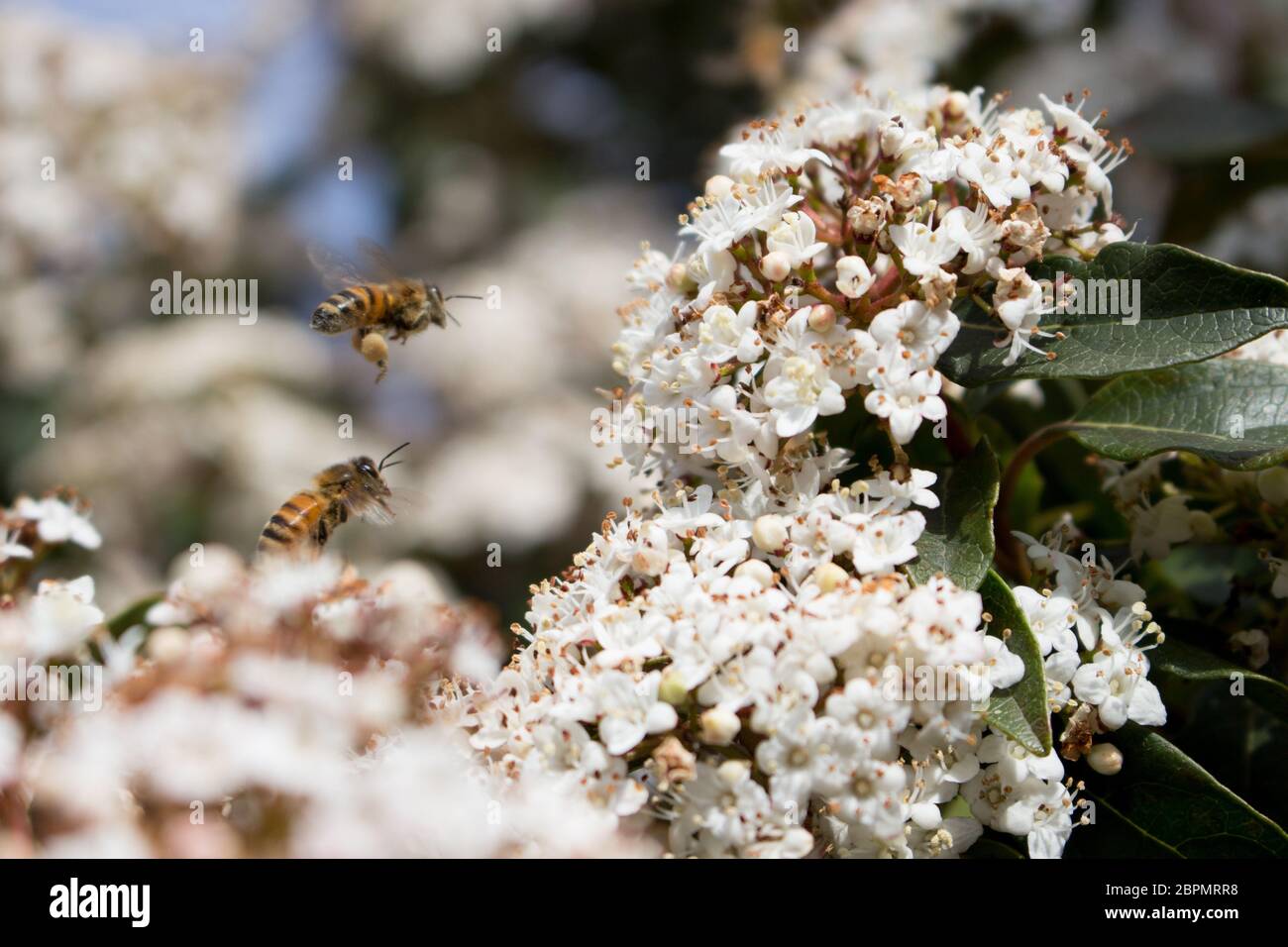 Pollination, the great work of bees flying from flower to flower Stock ...