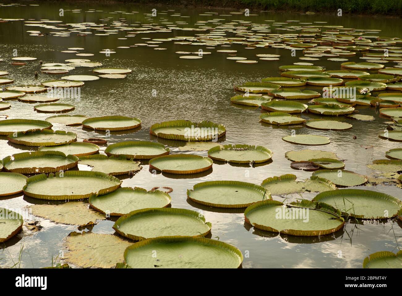 Giant water lilies brazil hi-res stock photography and images - Alamy