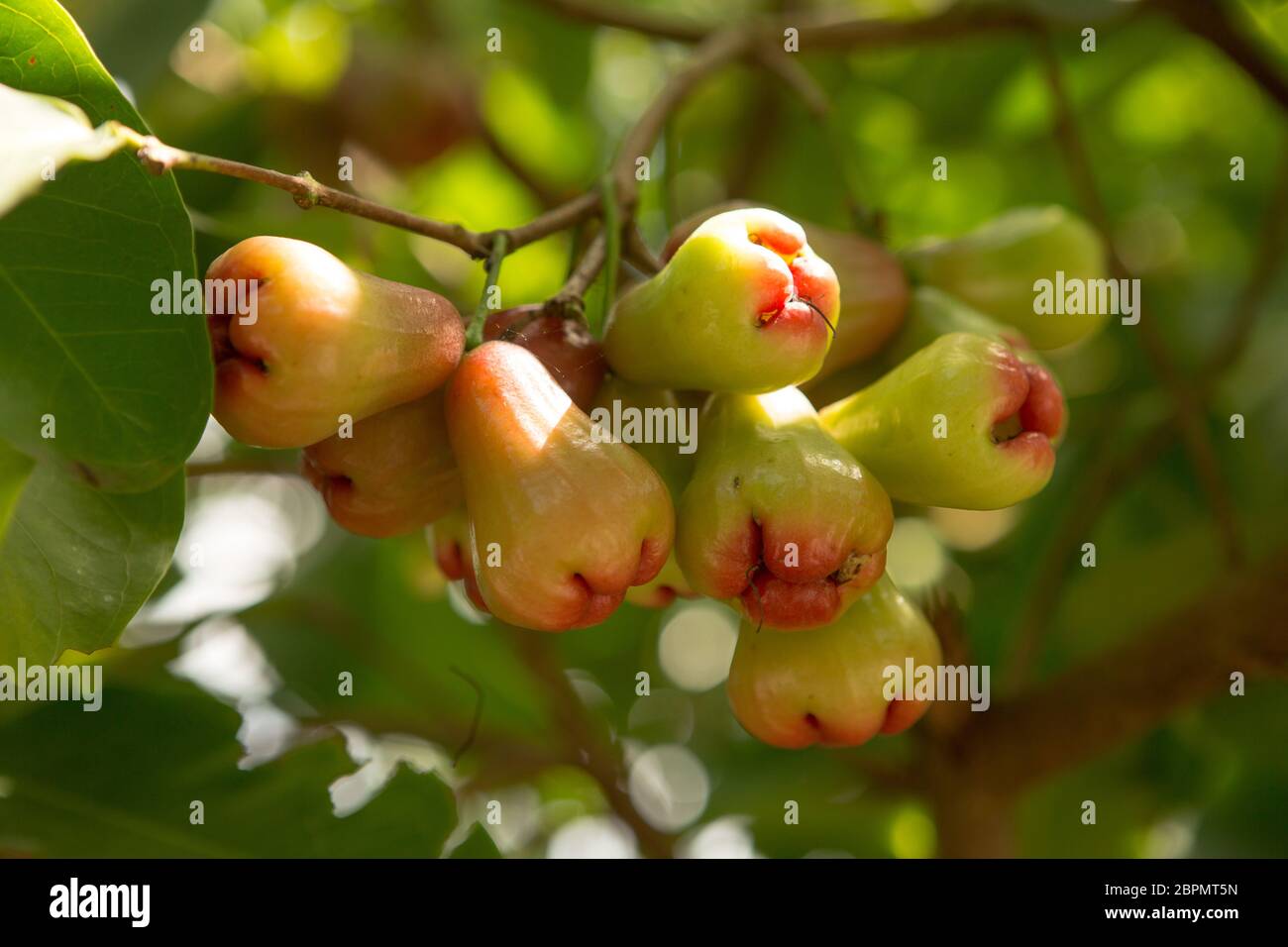 Rose apples chomphu on hi-res stock photography and images - Alamy