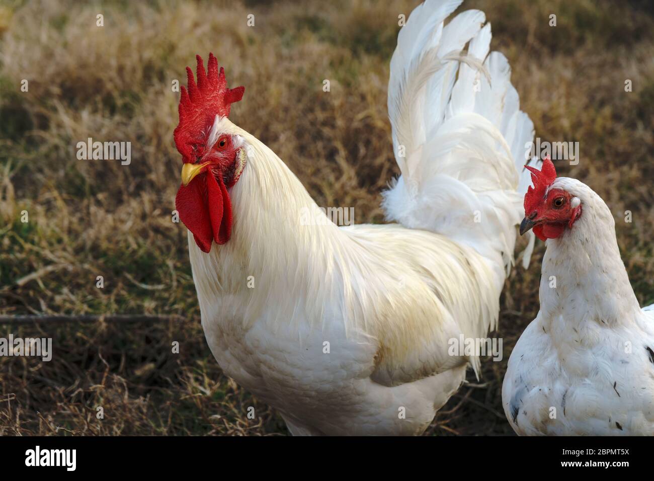 The white rooster and red hens on the farm at sunset Stock Photo - Alamy