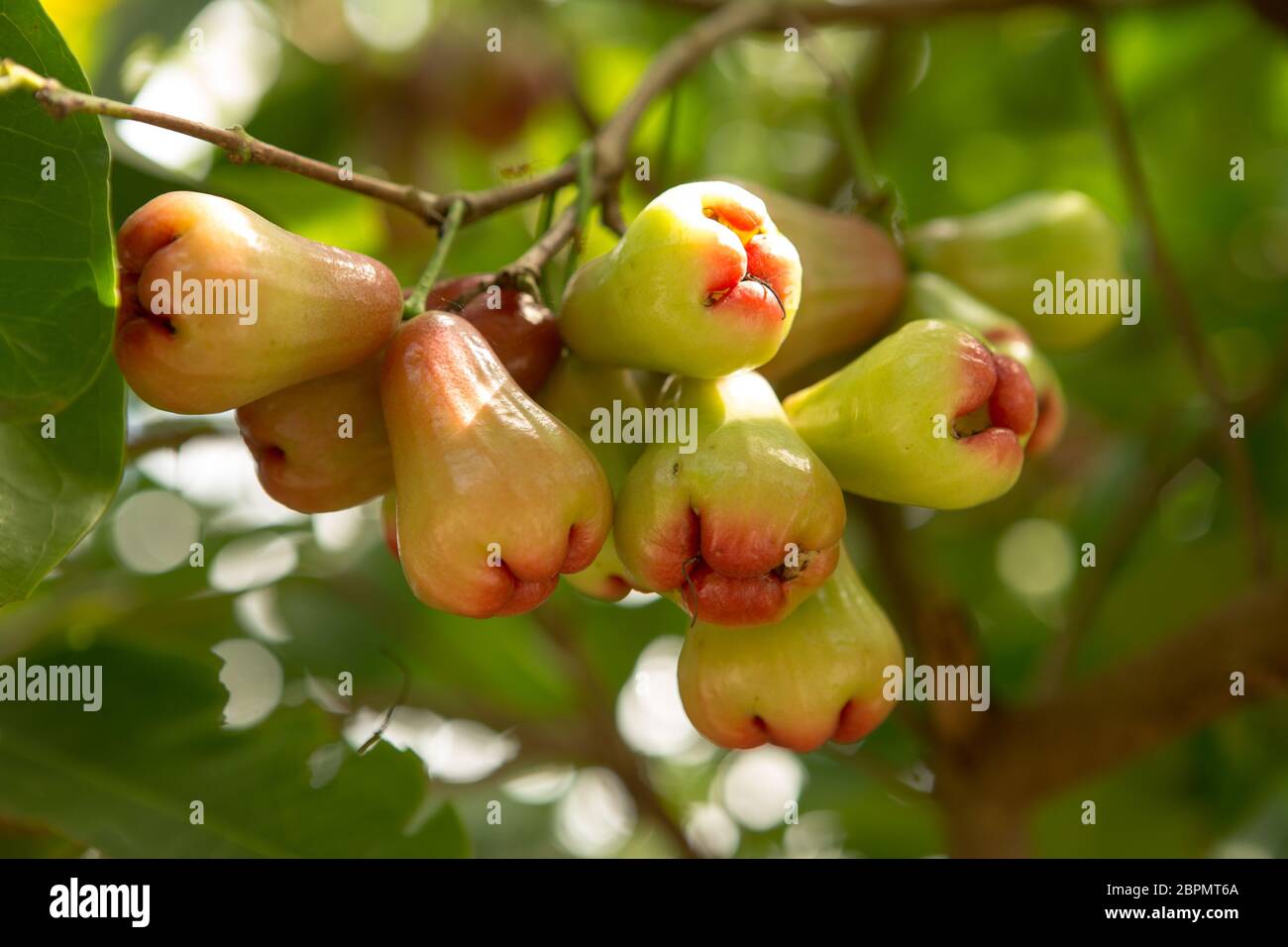 Rose apples chomphu on hi-res stock photography and images - Alamy