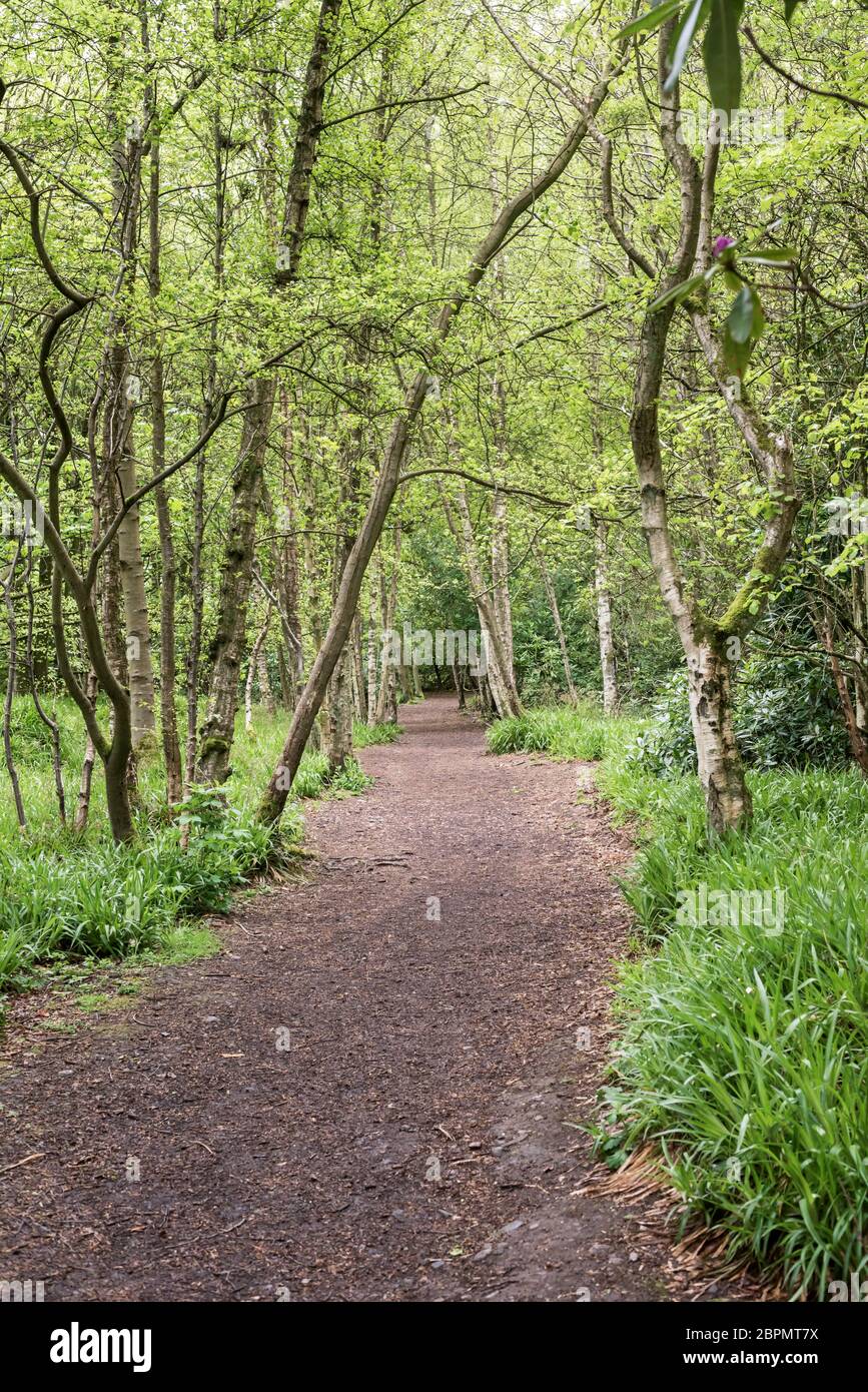 Forest path through trees in Angus, Scotland, UK Stock Photo - Alamy