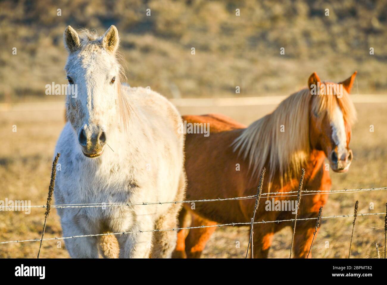 hoses rest in the farm with mountain background on late of the day in ...