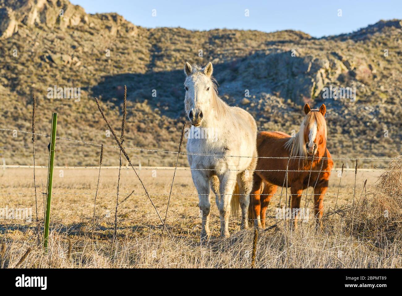 hoses rest in the farm with mountain background on late of the day in ...