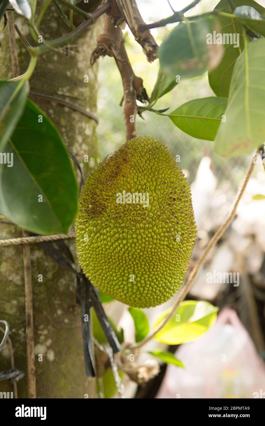 Growing jack fruits hi-res stock photography and images - Alamy
