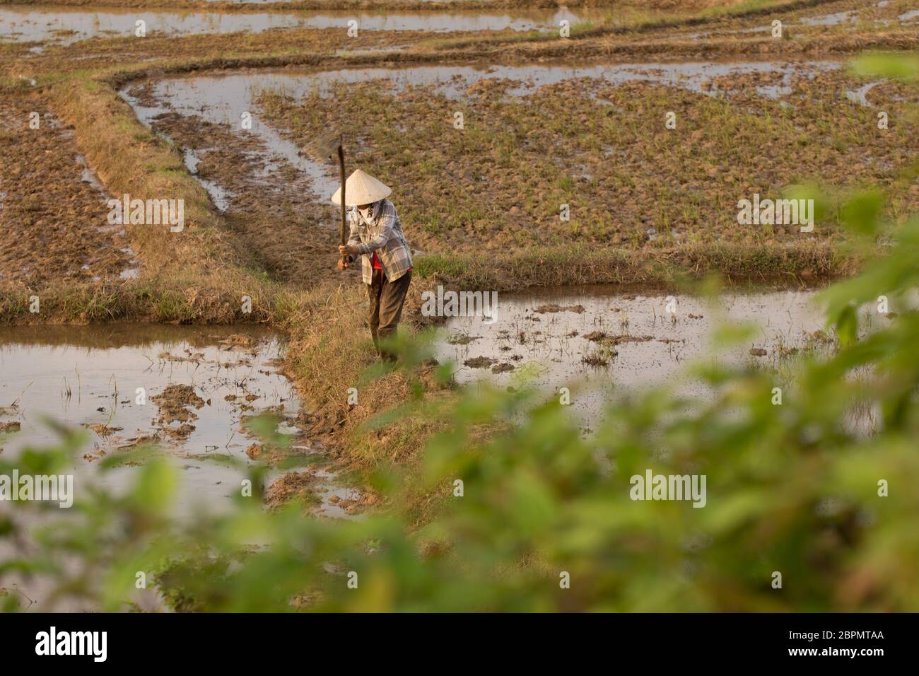 Vietnamese planting rice on a rice paddy field VietNam Stock Photo - Alamy