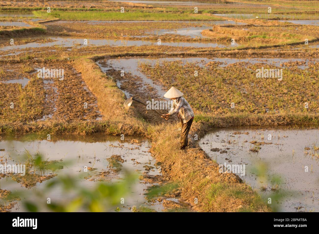 Vietnamese planting rice on a rice paddy field VietNam Stock Photo - Alamy