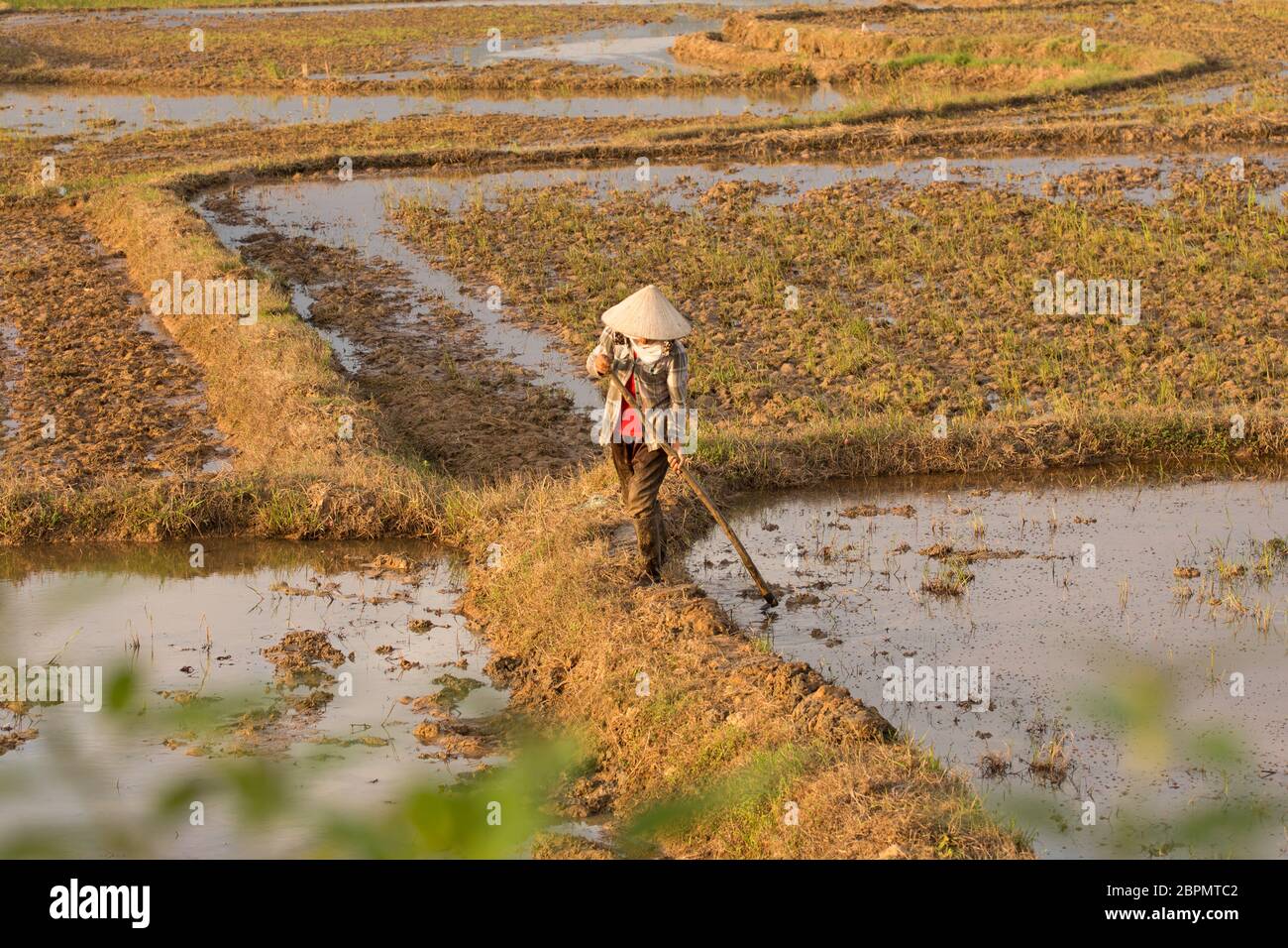 Vietnamese planting rice on a rice paddy field VietNam Stock Photo - Alamy