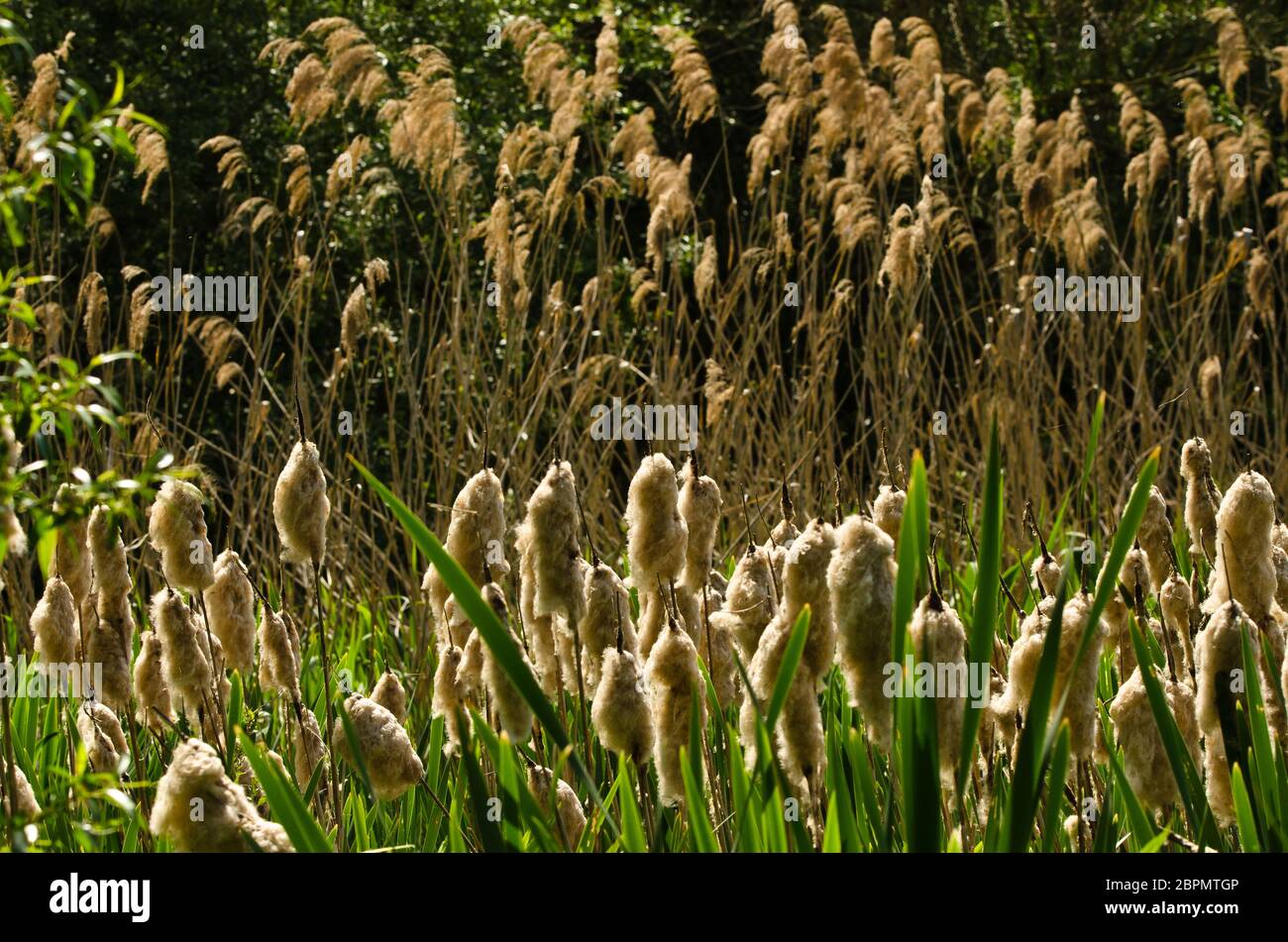 cane brake, reed mace, bulrush in front of a lake Stock Photo - Alamy