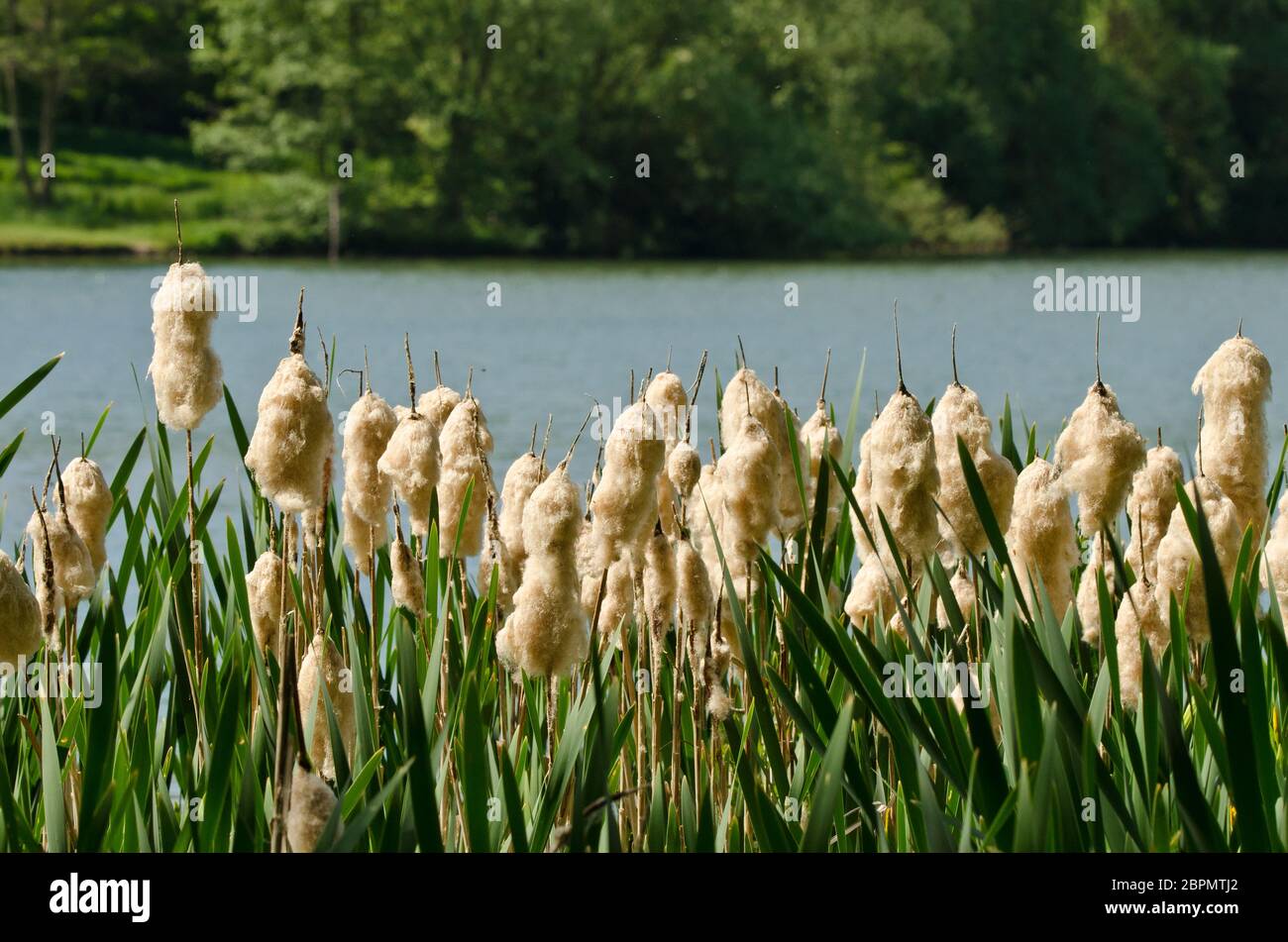 Cane brake hi-res stock photography and images - Alamy