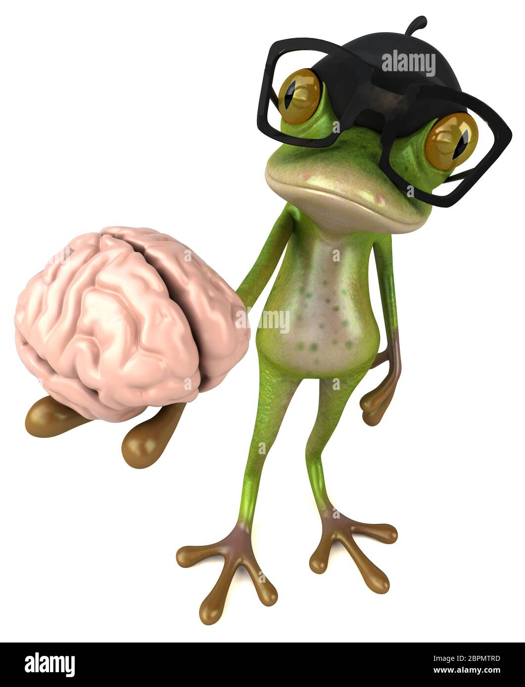 Frog brain Cut Out Stock Images & Pictures - Alamy