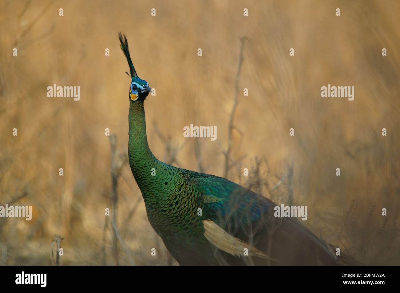 Southeast asia green peacock hi-res stock photography and images - Alamy