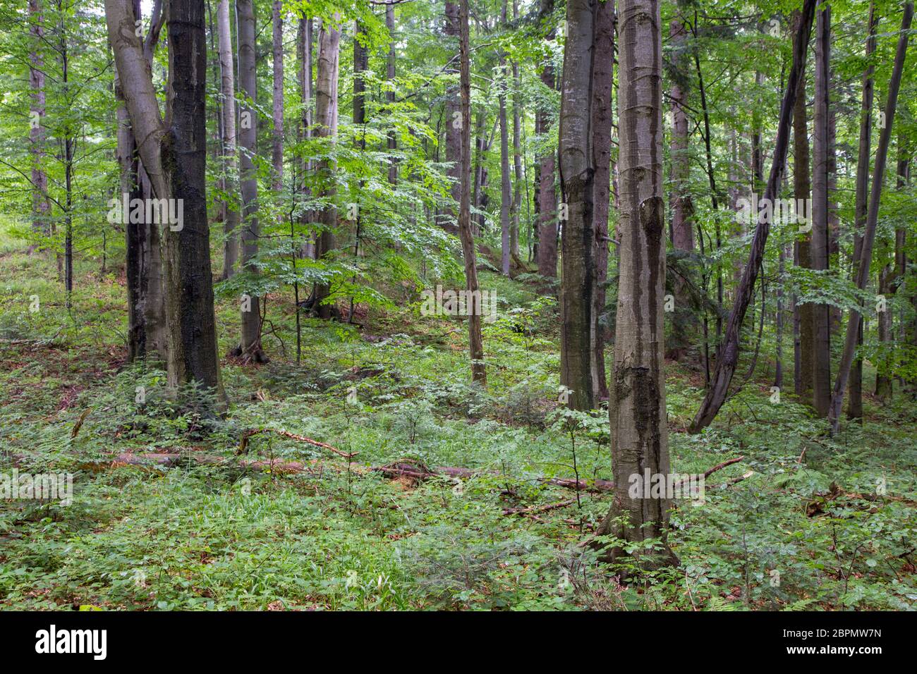 Natural mixed stand of Bieszczady Mountain region in summer rain after ...