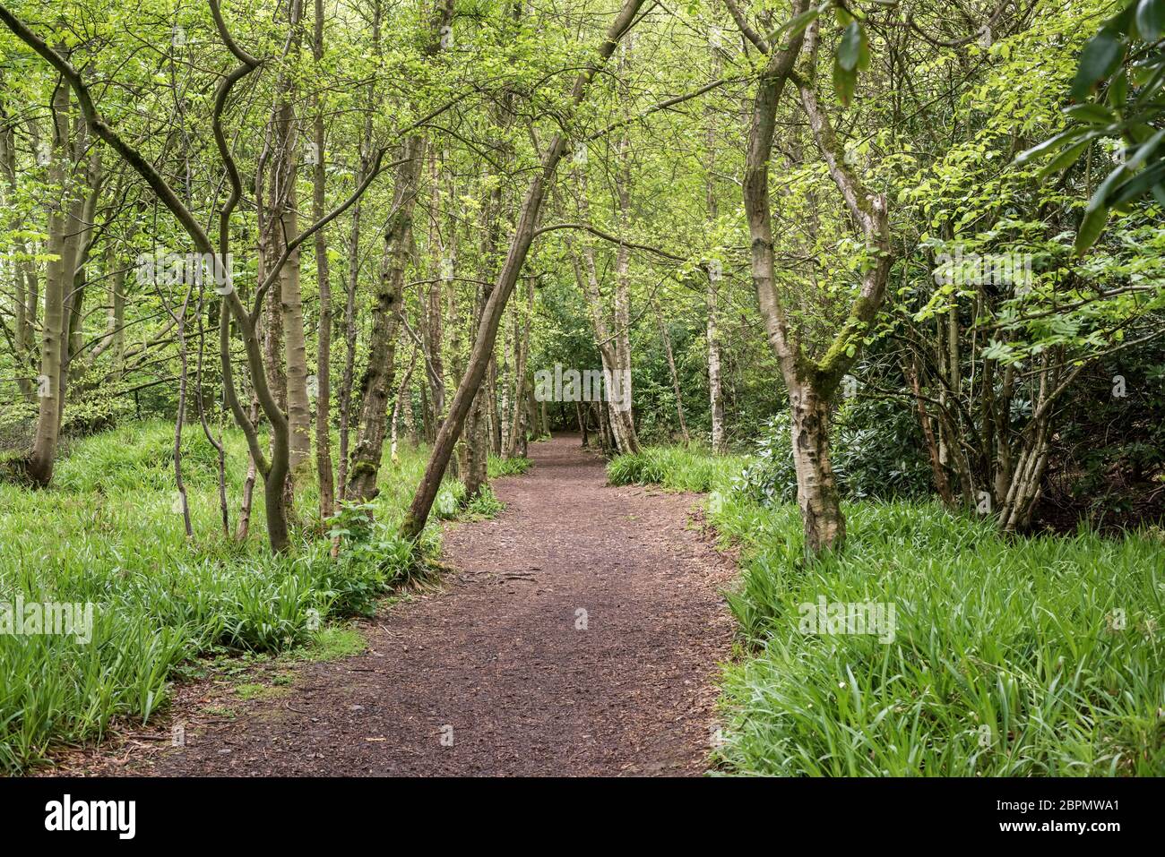 Forest path through trees in Angus, Scotland, UK Stock Photo - Alamy