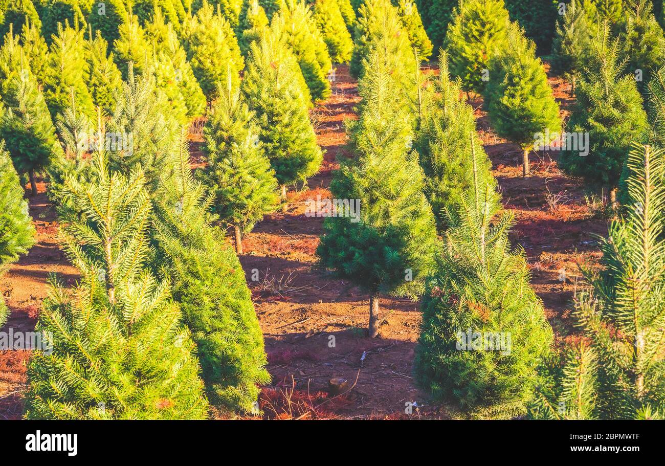 Conifer plant nursery hi-res stock photography and images - Alamy