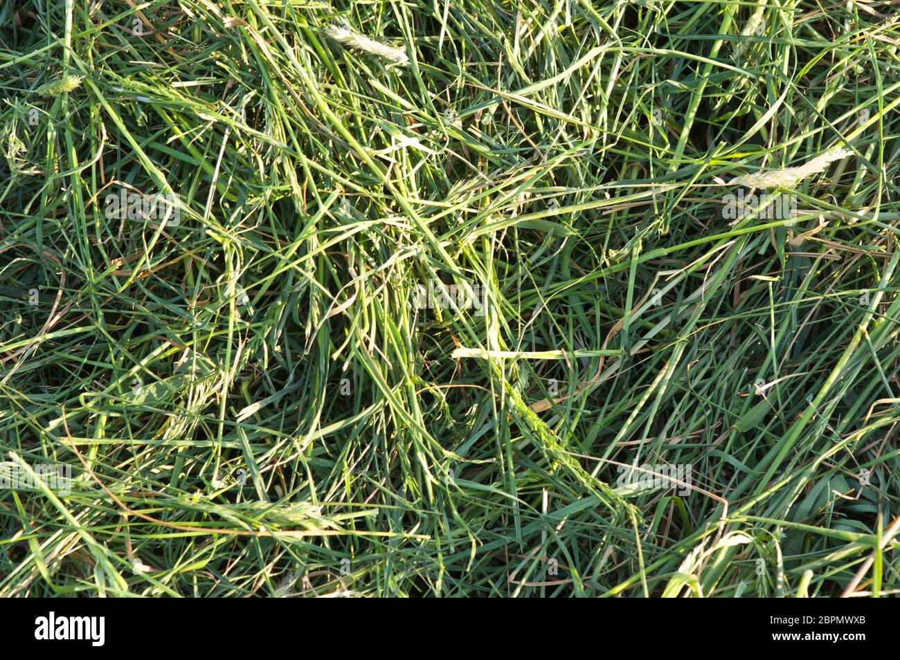 Natural grass green pattern background Stock Photo - Alamy