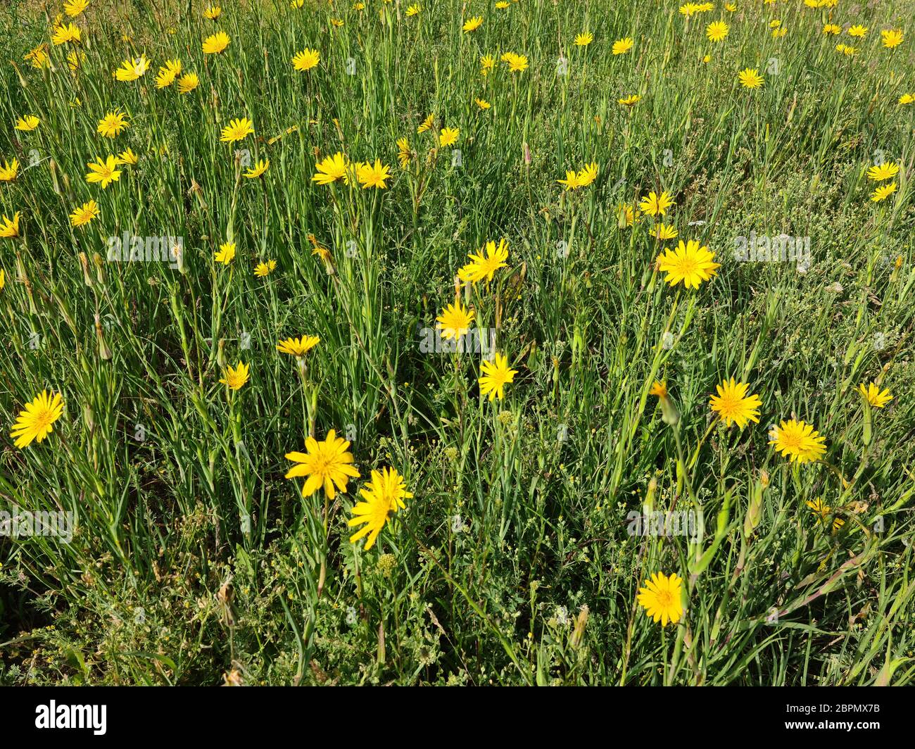 Yellow flowers on a spring green field Stock Photo - Alamy