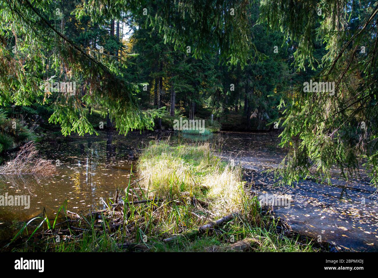 a little lake in a forest in autumn Stock Photo - Alamy