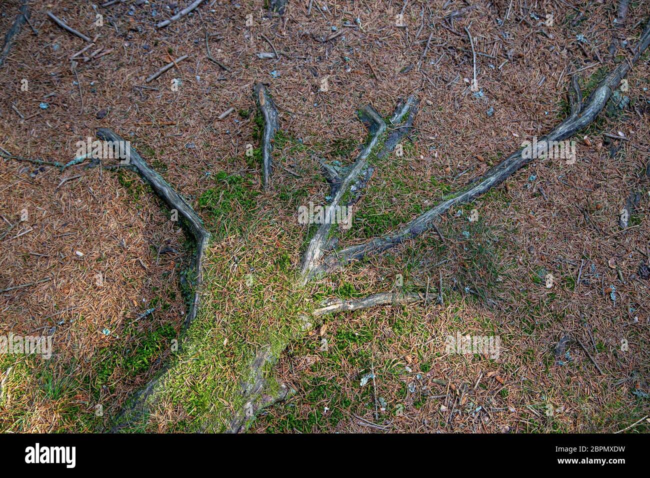 Oak tree roots hand hi-res stock photography and images - Alamy