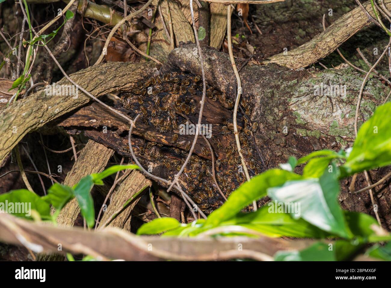 Bee hive tree hi-res stock photography and images - Alamy
