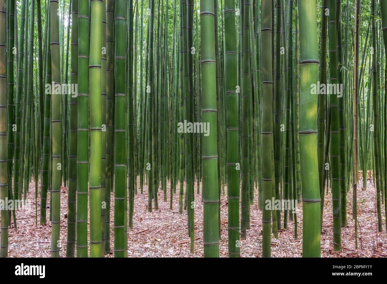 Simnidaebat bamboo forest. The famous bamboo forest in Ulsan Taehwagang ...