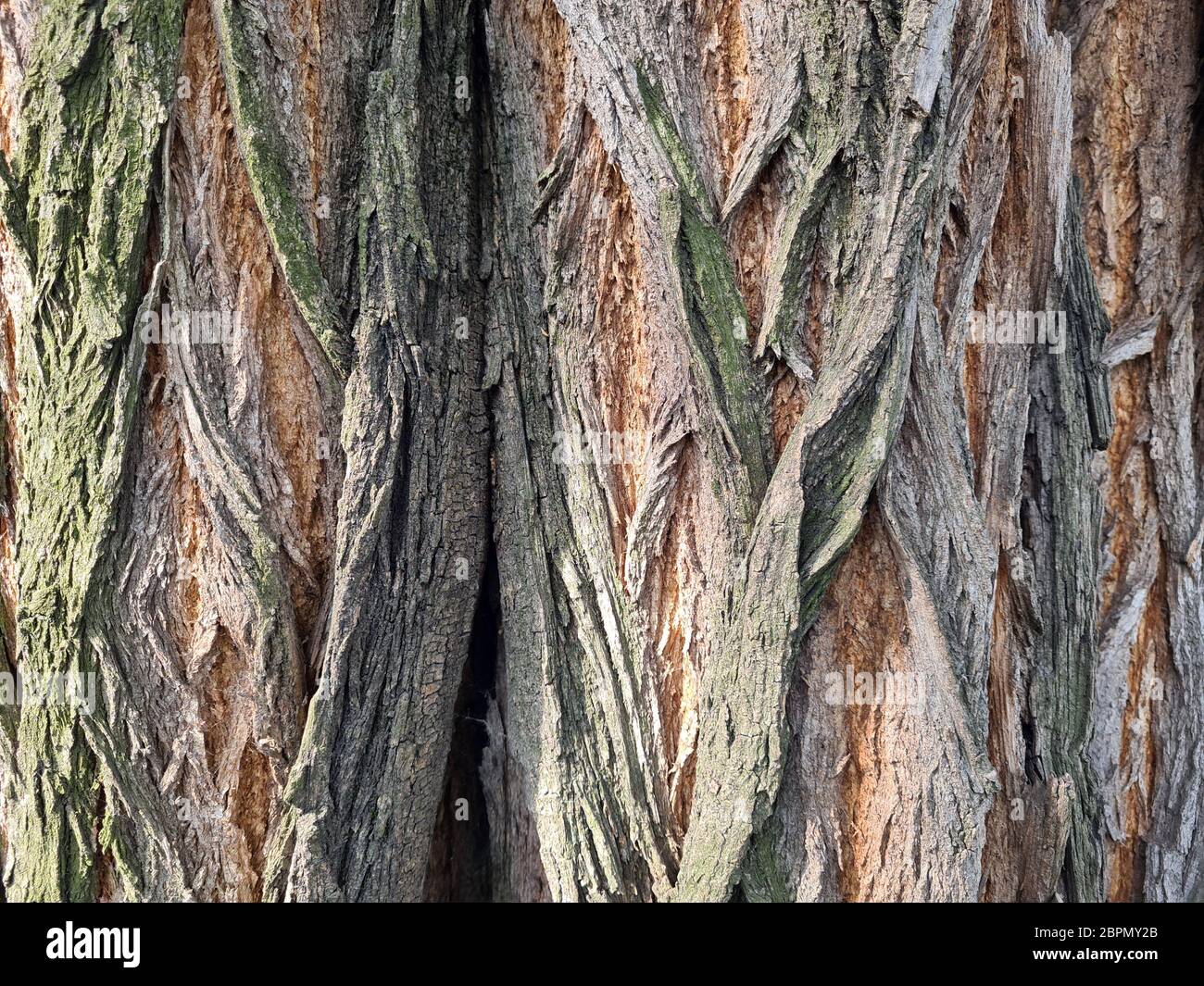 Close up shot of a tree bark Stock Photo - Alamy