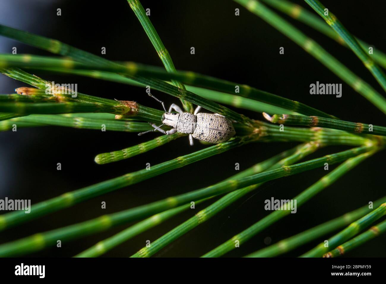 Little leaf notcher weevil hi-res stock photography and images - Alamy