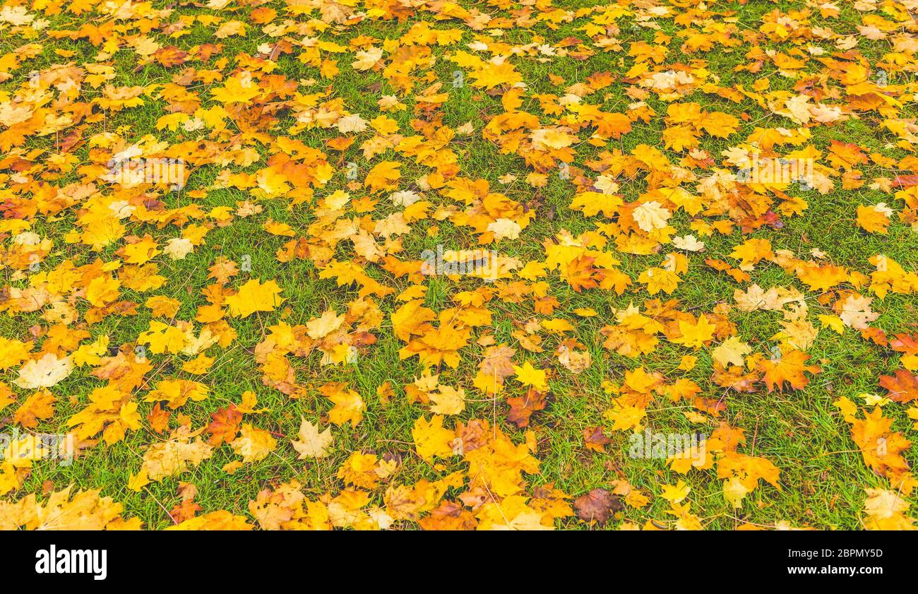 Forest ground pattern hi-res stock photography and images - Alamy