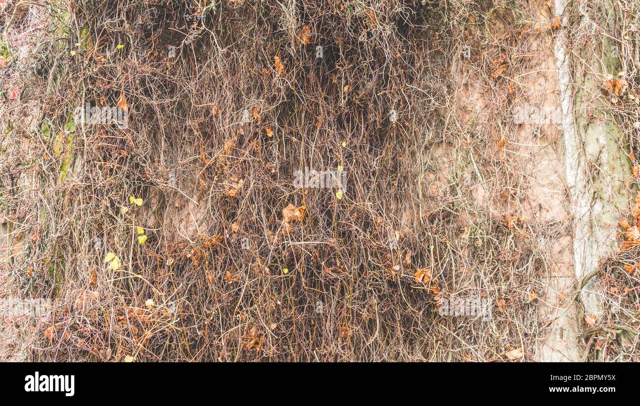 dry roots covered over a concrete wall texture background Stock Photo ...