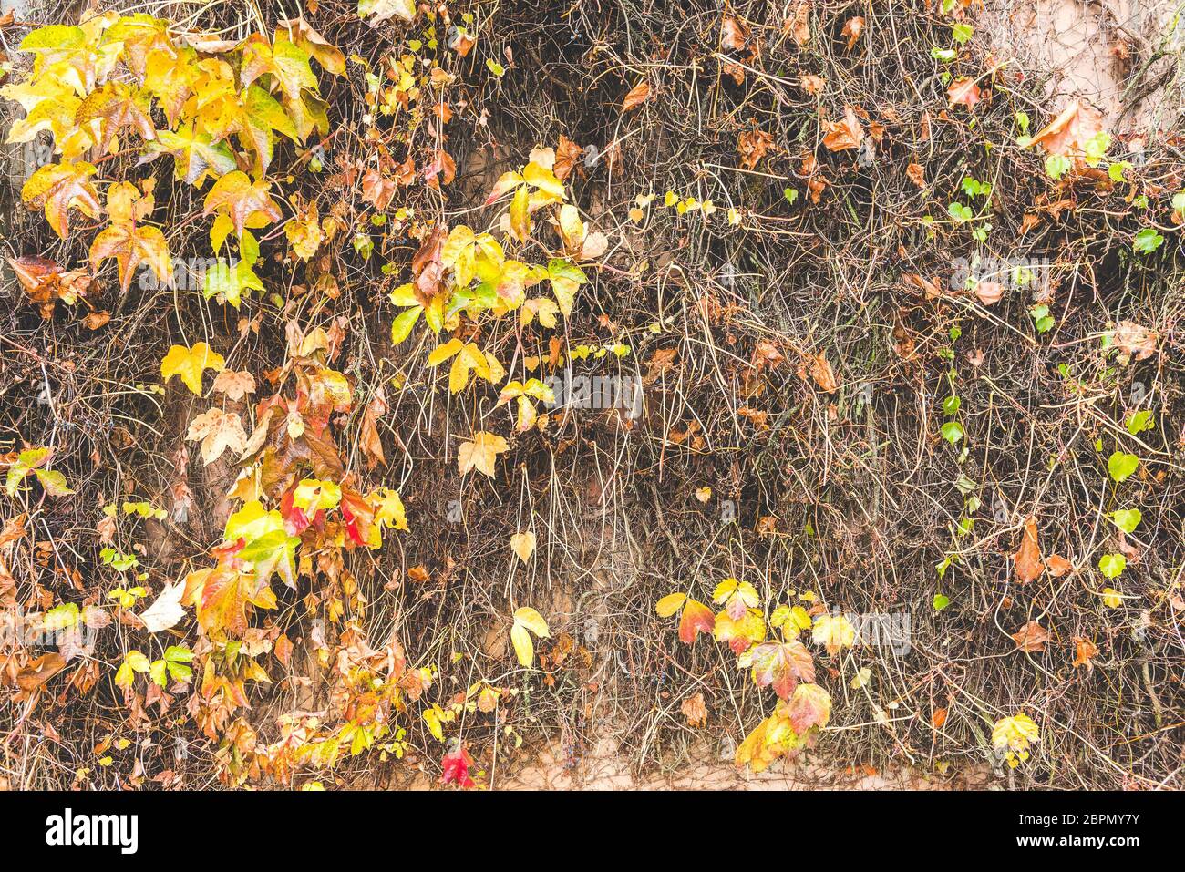 dry roots covered over a concrete wall texture background Stock Photo ...