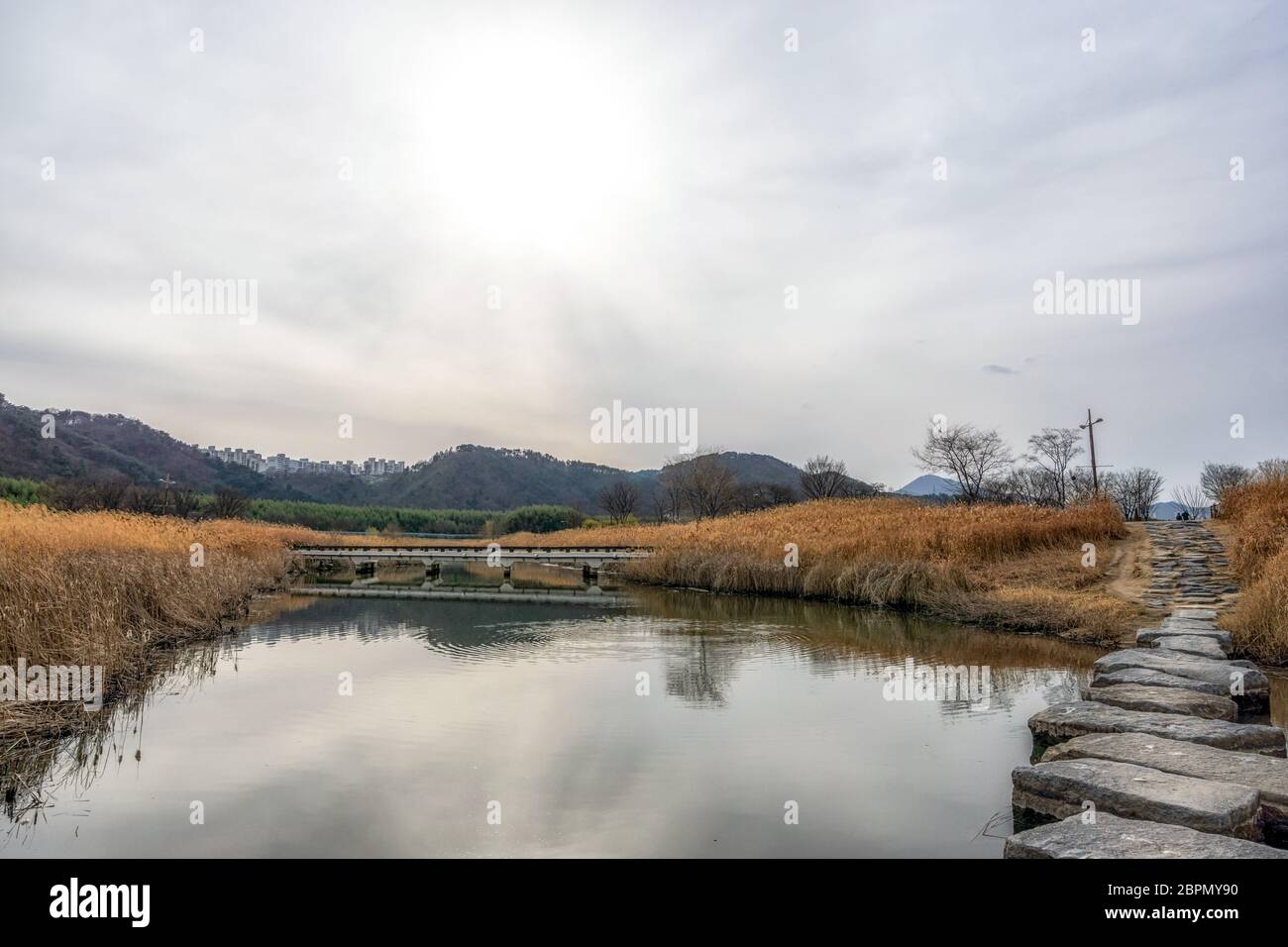 taehwagang grand park field of reeds and a small bridge over the river ...