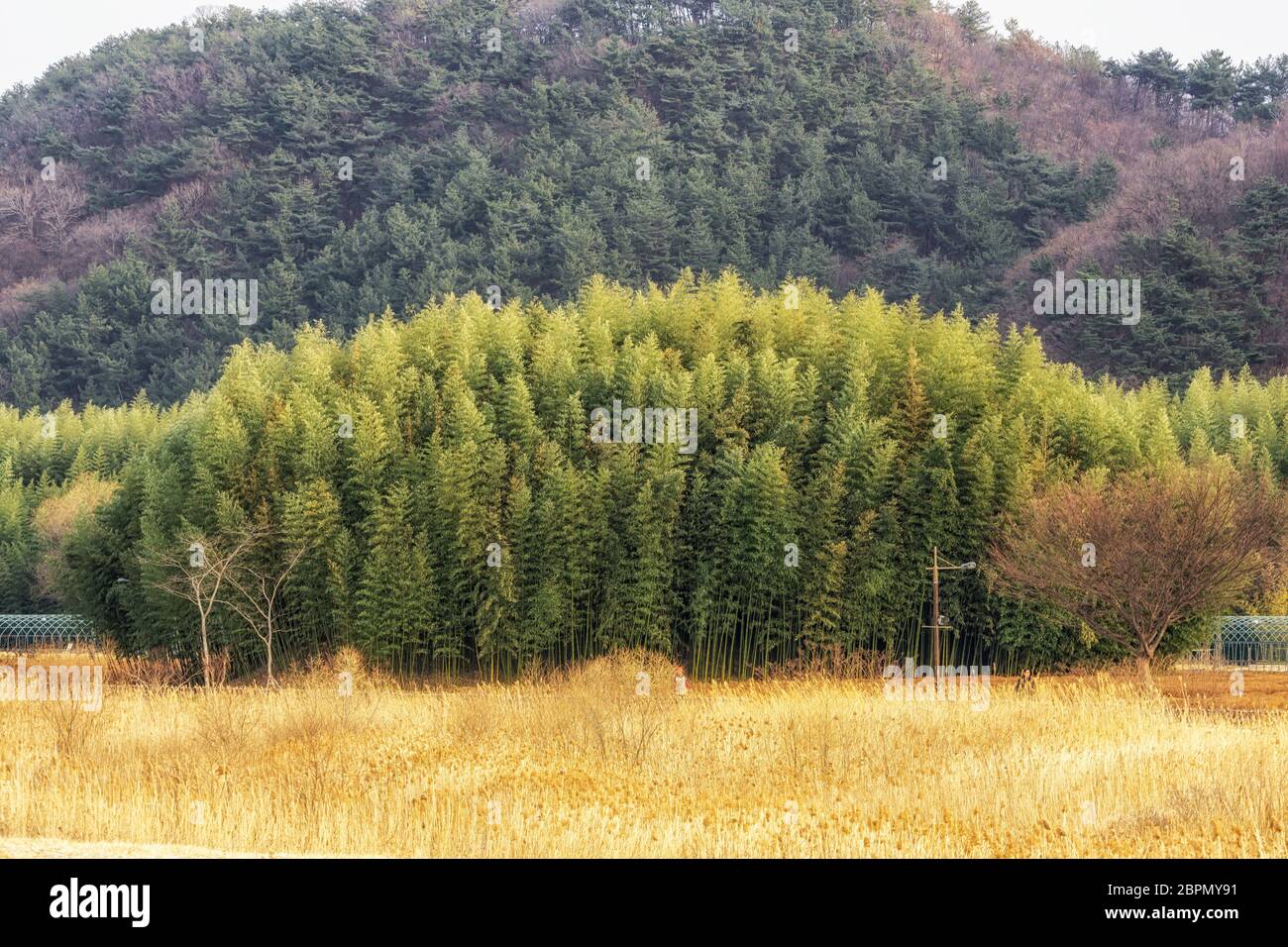 Simnidaebat bamboo forest. The famous bamboo forest in Ulsan Taehwagang ...