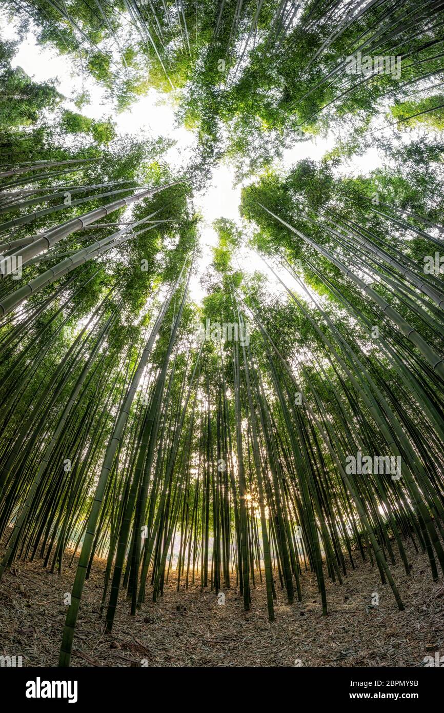 Simnidaebat bamboo forest. The famous bamboo forest in Ulsan Taehwagang ...