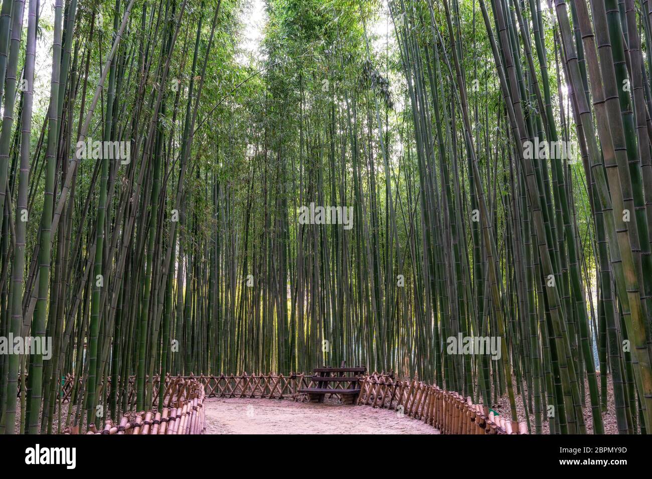A bench in Simnidaebat bamboo forest. The famous bamboo forest in Ulsan ...