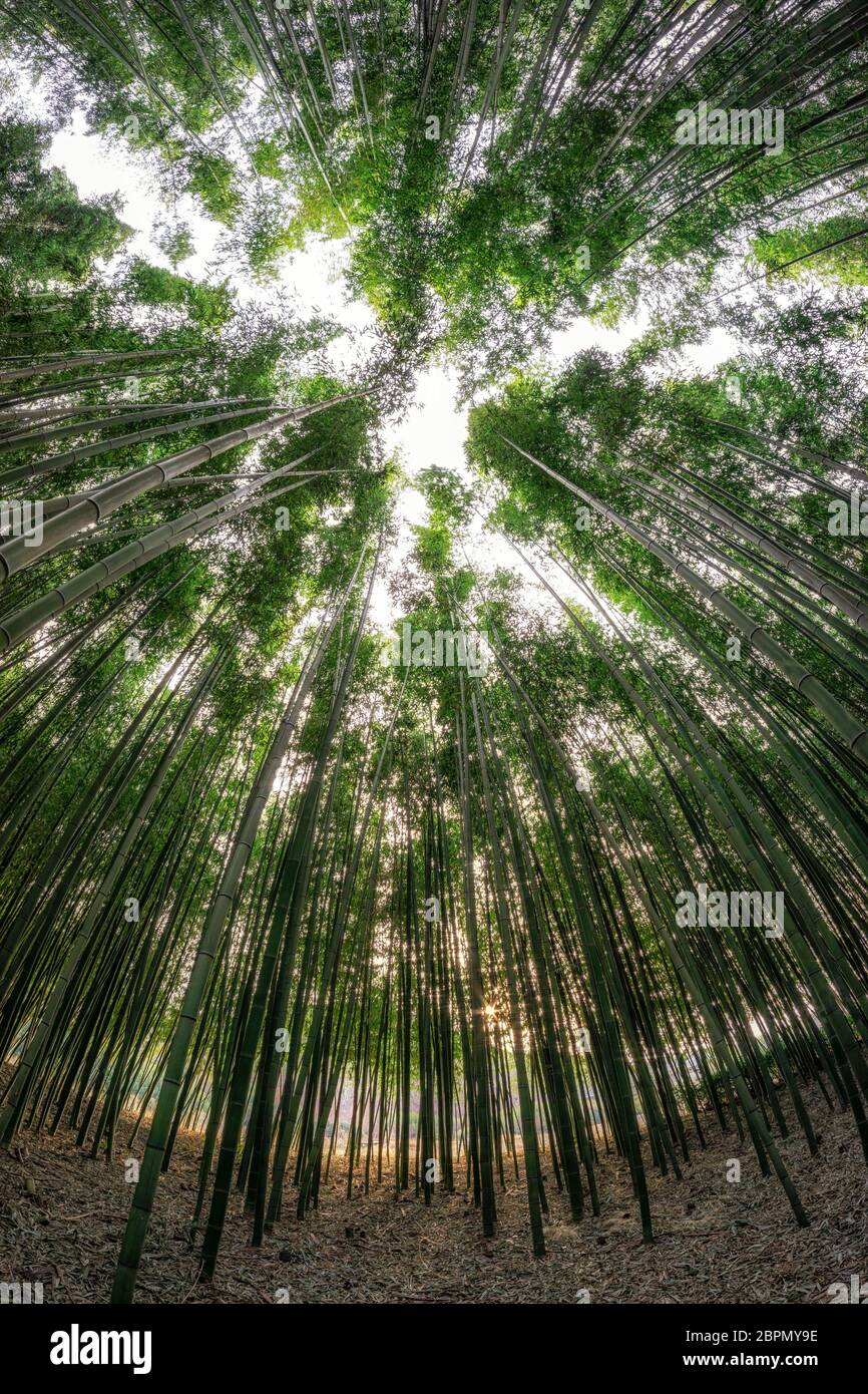Simnidaebat bamboo forest. The famous bamboo forest in Ulsan Taehwagang ...