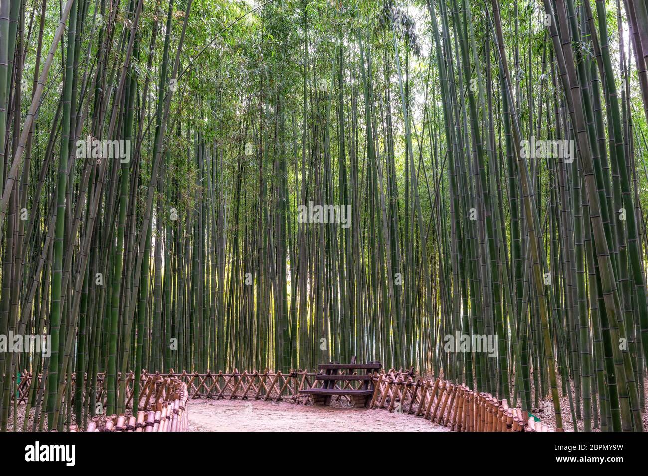A bench in Simnidaebat bamboo forest. The famous bamboo forest in Ulsan ...