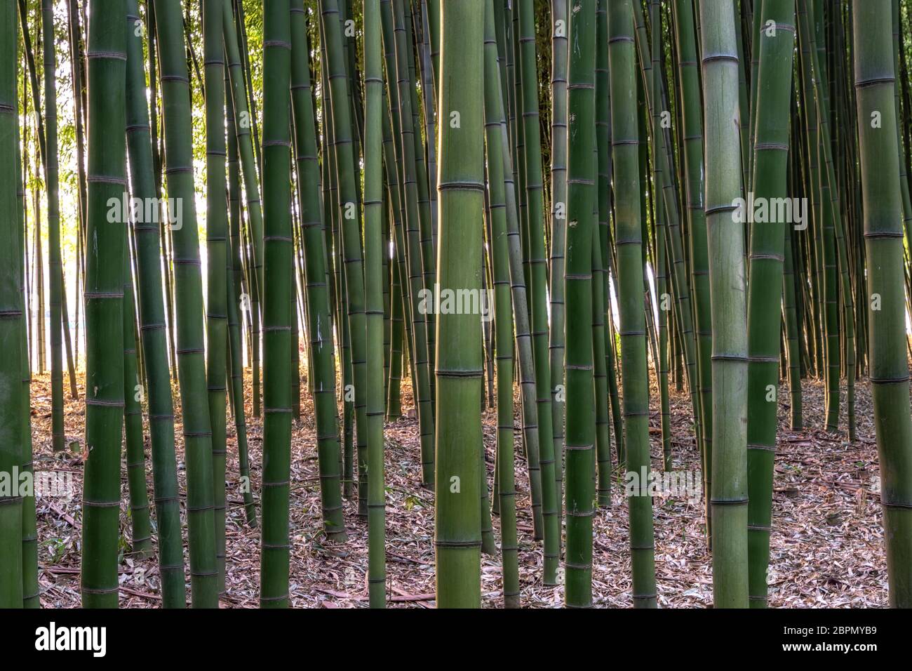 Sunset light through Simnidaebat bamboo forest. The famous bamboo ...