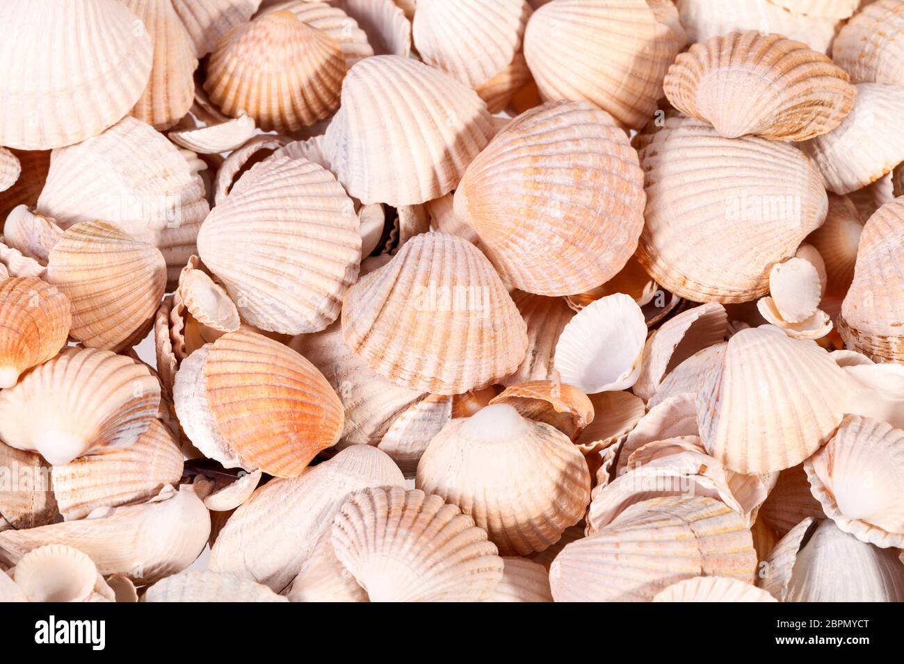 Various bivalve shells hi-res stock photography and images - Alamy