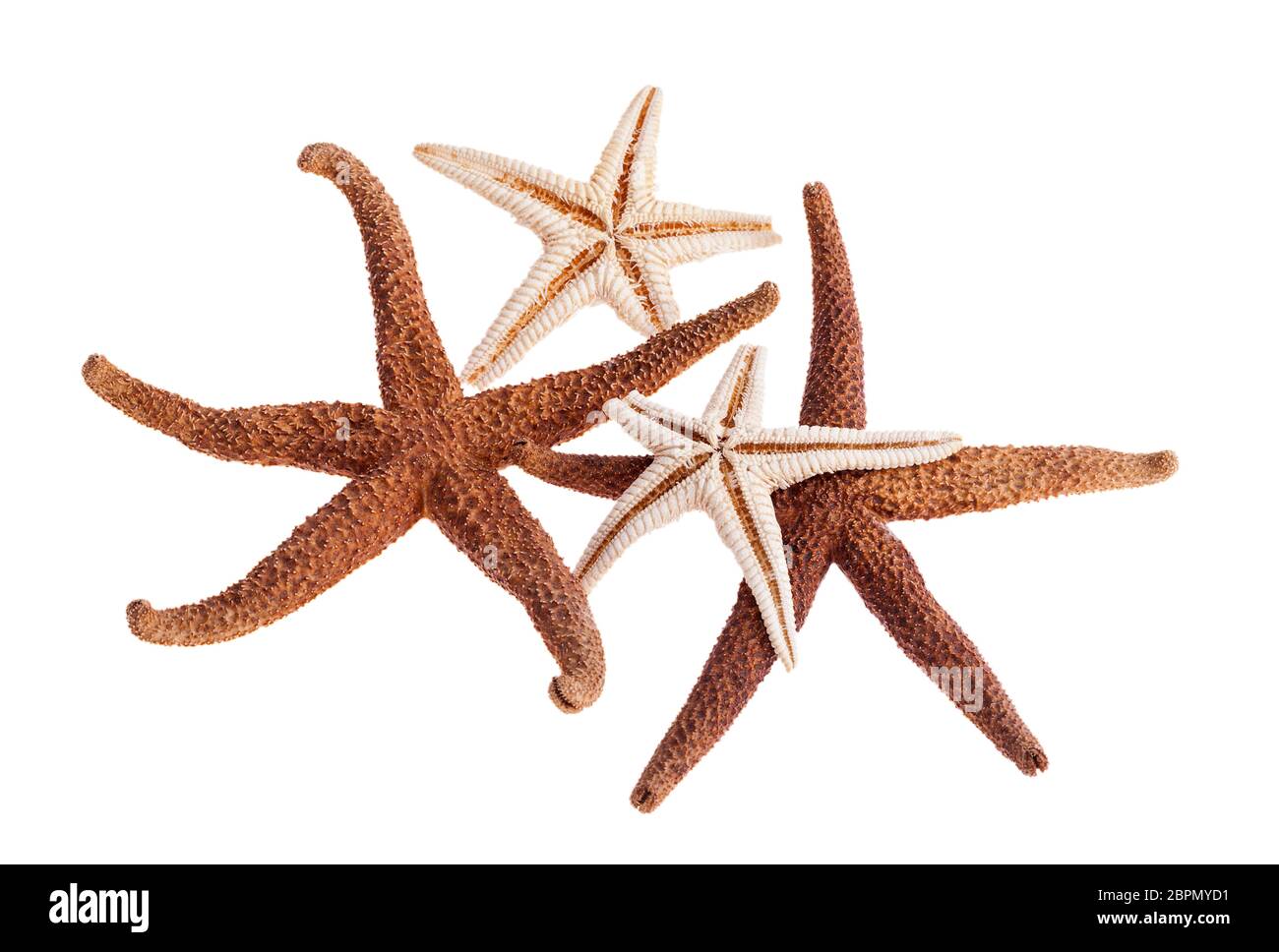 Dried sea stars isolated on white background, close up Stock Photo - Alamy